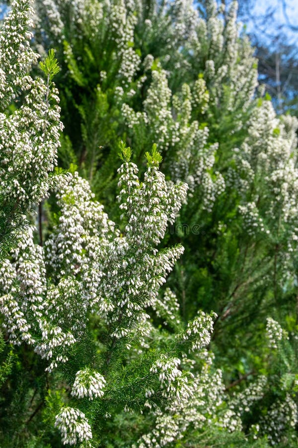 Tree Heather (erica Arborea) Tree Stock Image - Image of shrub, beauty ...
