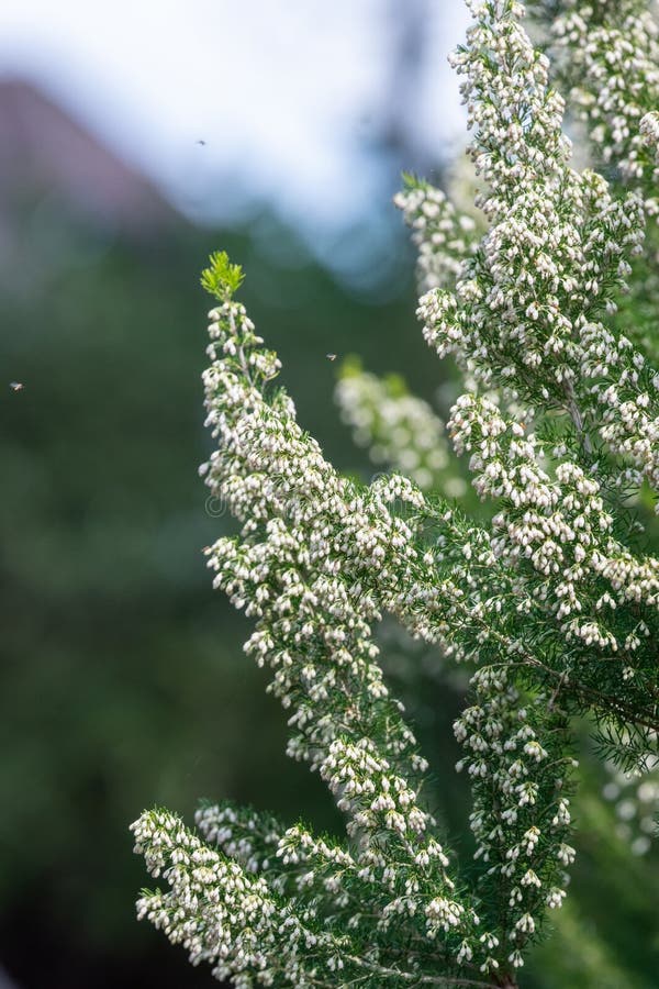 Erica Arborea, the Tree Heath or Tree Heather, is a Species of ...