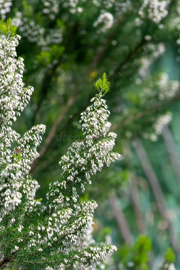Erica Arborea, the Tree Heath or Tree Heather, is a Species of ...