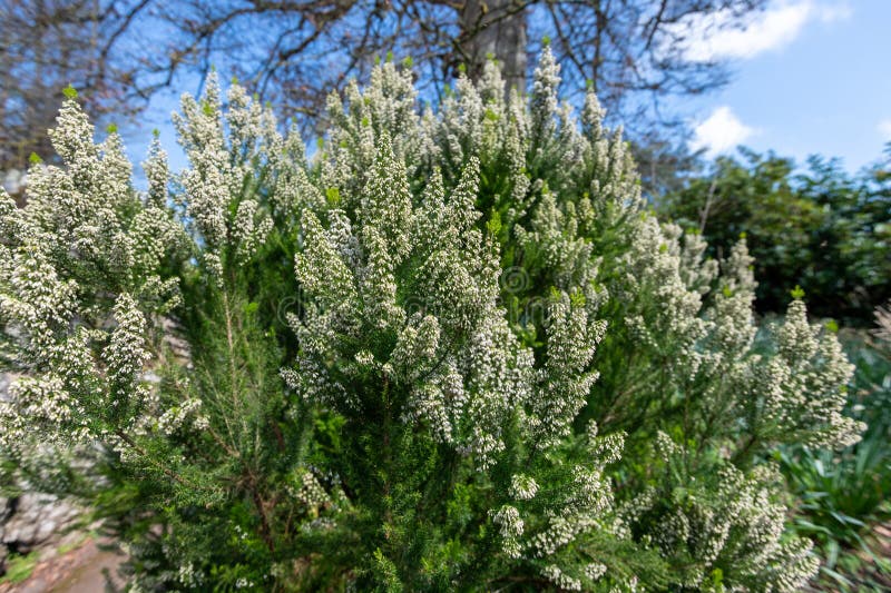 Erica Arborea, the Tree Heath or Tree Heather, is a Species of ...
