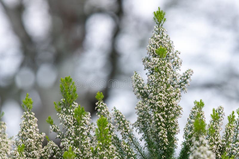Erica Arborea, the Tree Heath or Tree Heather, is a Species of ...