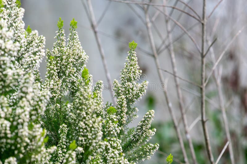 Tree Heather (erica Arborea) Tree Stock Image - Image of bush, plant ...