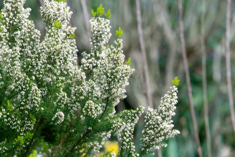Tree Heather (erica Arborea) Tree Stock Image - Image of beautiful ...