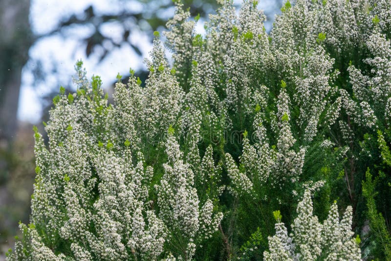 Tree Heather (erica Arborea) Tree Stock Photo - Image of beautiful ...