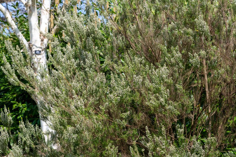 Erica Arborea, the Tree Heath or Tree Heather, is a Species of ...