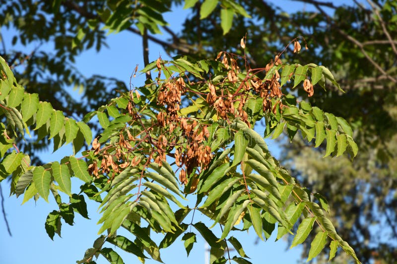 Tree of heaven stock photo. Image of leaf, altissima - 351019450