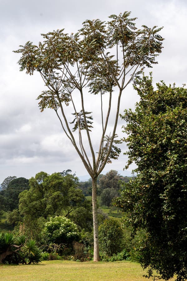Tree of Heaven Growing in a Garden, a Species of Ailanthus Stock Photo ...