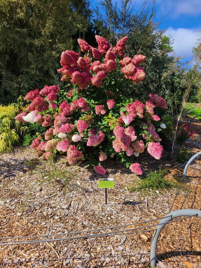 The Bush Along the Path is Filled with Clusters of Flowers Stock Image ...