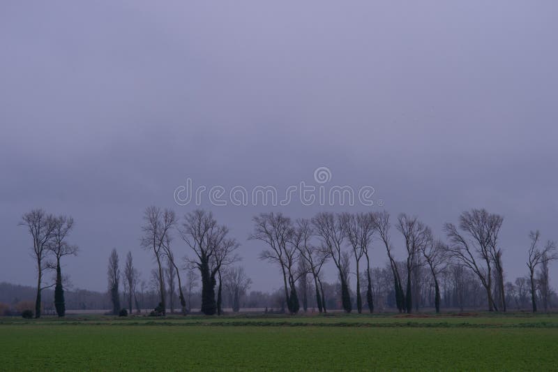 Trees Lined Up in a Green Field on a Cloudy Day Stock Photo - Image of ...