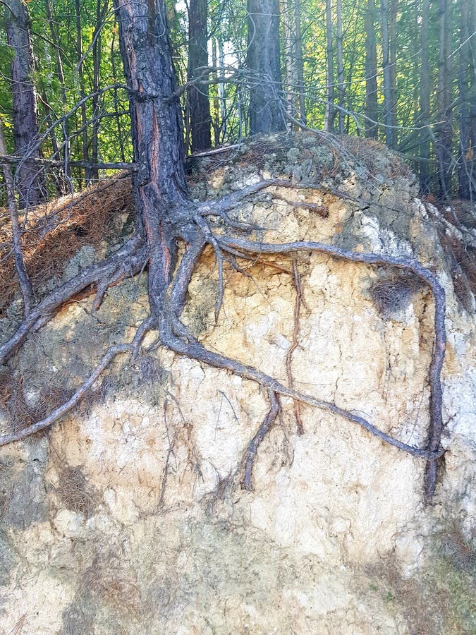 The Tree is Held by Its Roots To the Ground Stock Photo - Image of ...