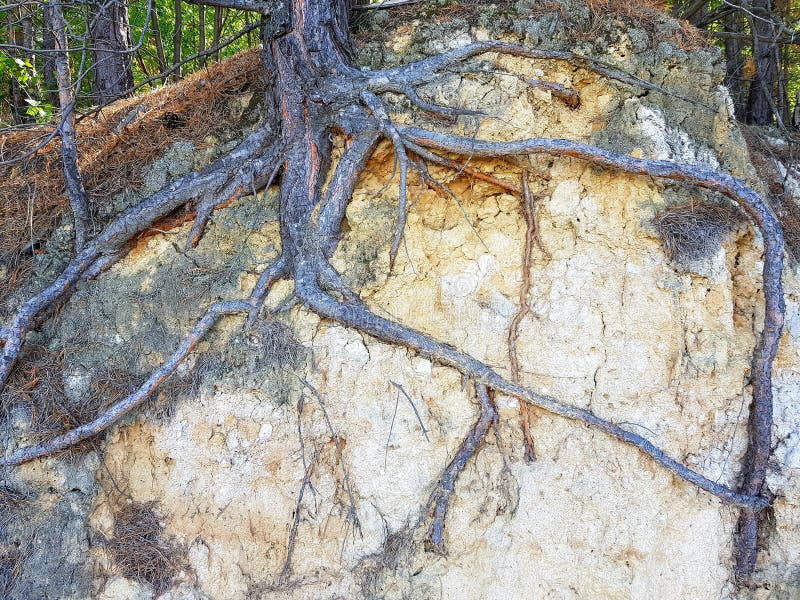 The Tree is Held by Its Roots To the Ground Stock Photo - Image of ...