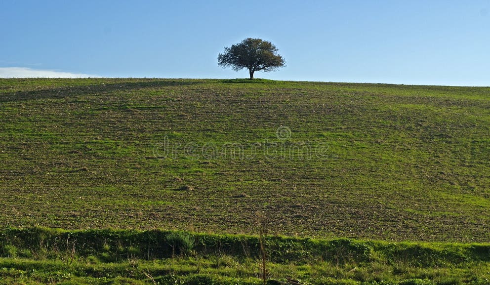 Tree hermit stock image. Image of farmland, crop, fertility - 4683949
