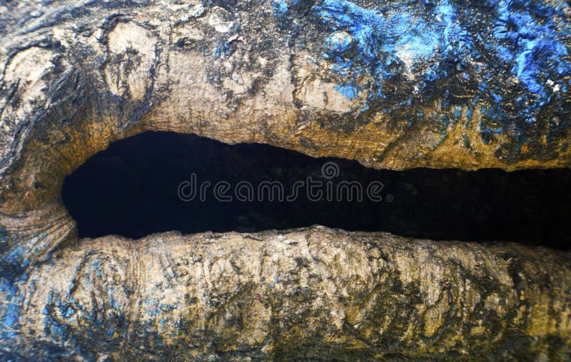 Tree Hidden Whole stock photo. Image of round, plant - 92051998