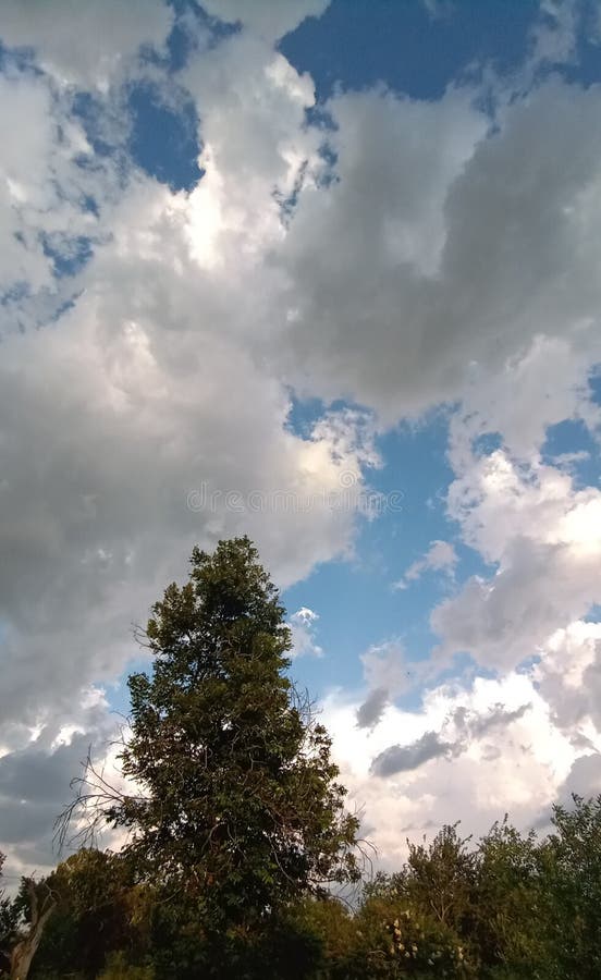 Tree High Green Clouds Blue Stock Image - Image of high, blue: 222911277