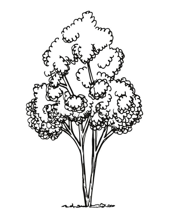 Tree is High. Hand Drawing Vector Stock Vector - Illustration of leaves ...