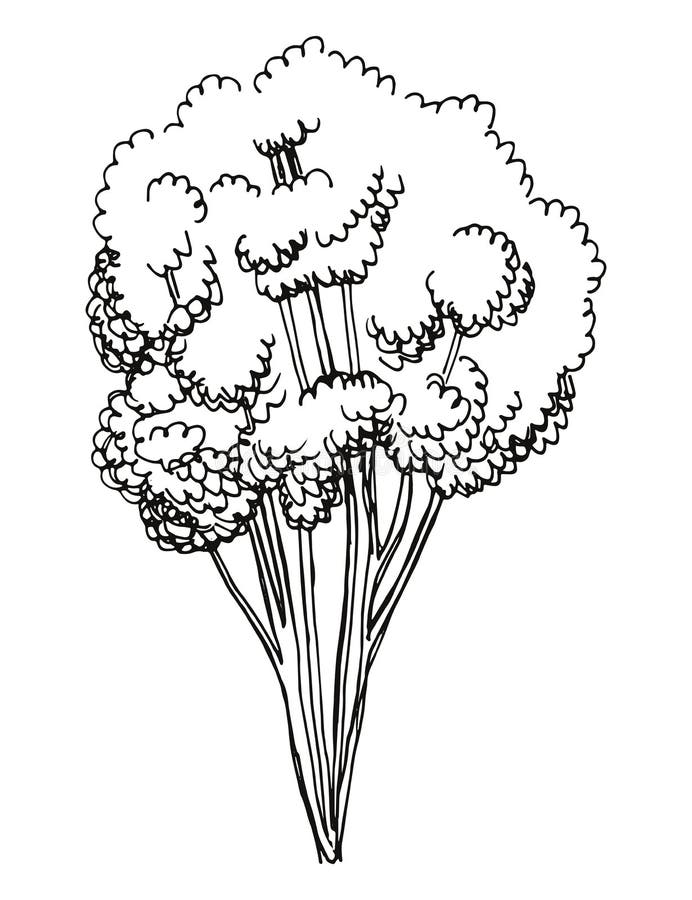 Tree is High. Hand Drawing Vector Stock Vector - Illustration of ...