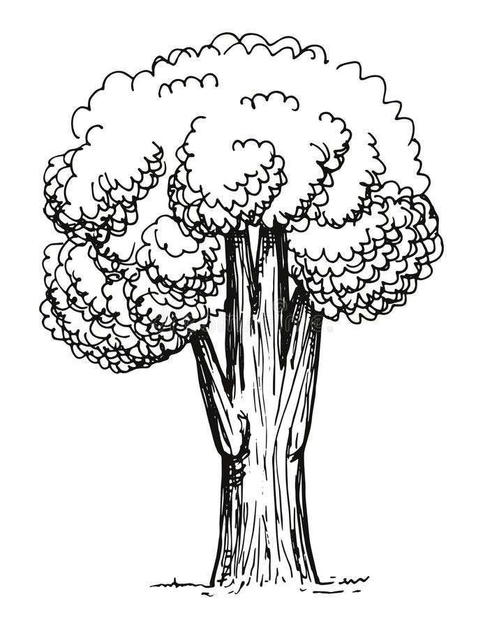Tree is High. Hand Drawing Vector Stock Vector - Illustration of ...