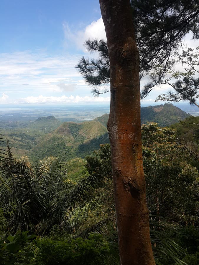 A Tree on a High Mountain that Looks Green Under the Mountain Stock ...