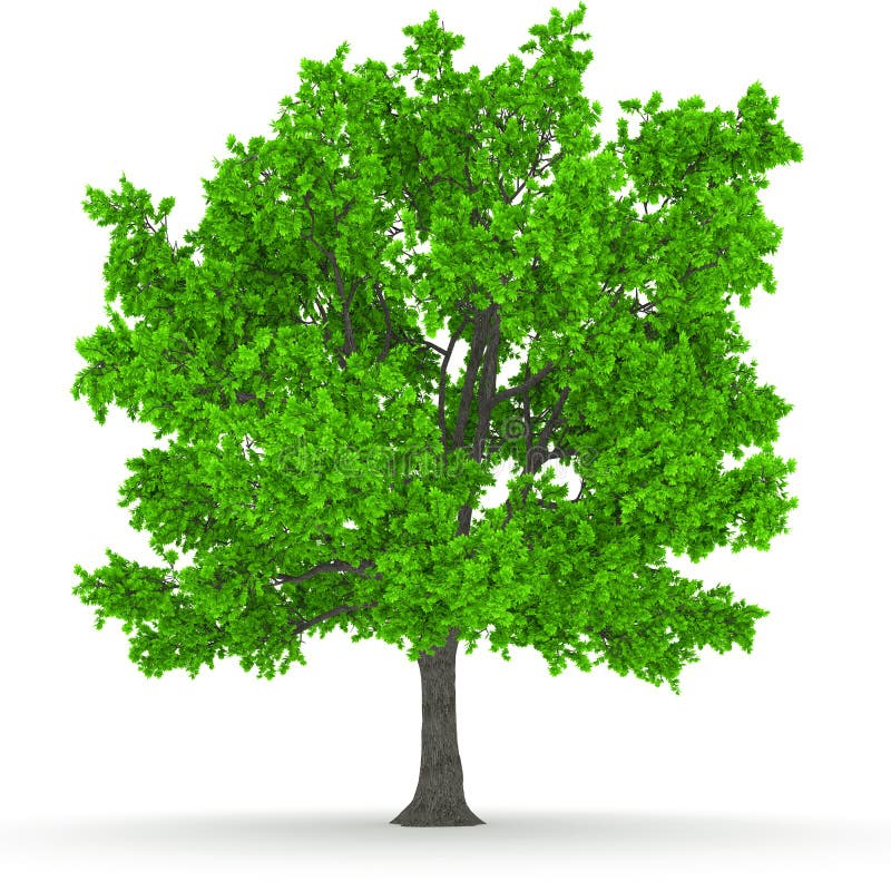 Tree stock image. Image of large, high, detailed, realistic - 30403357