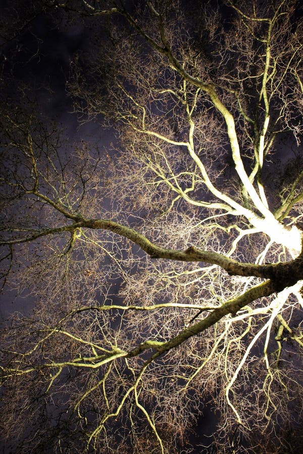 Tree Highlighted with Projector at Night Stock Photo - Image of branch ...