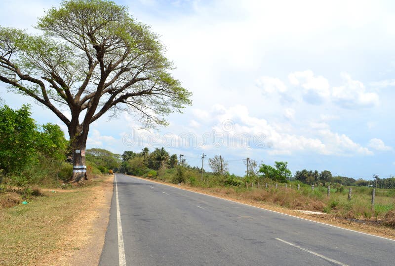 Tree stock image. Image of stright, road, display, right - 51527771