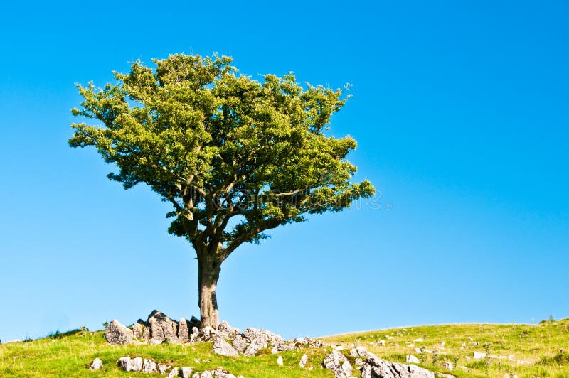 Tree On Hill Picture. Image: 10306026