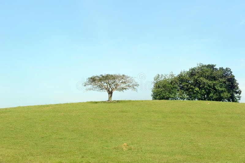 Tree on hill stock image. Image of summer, field, rural - 23002901