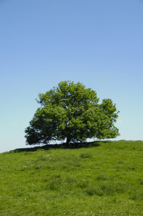 Oak tree on a hill stock image. Image of fresh, clouds - 41488799