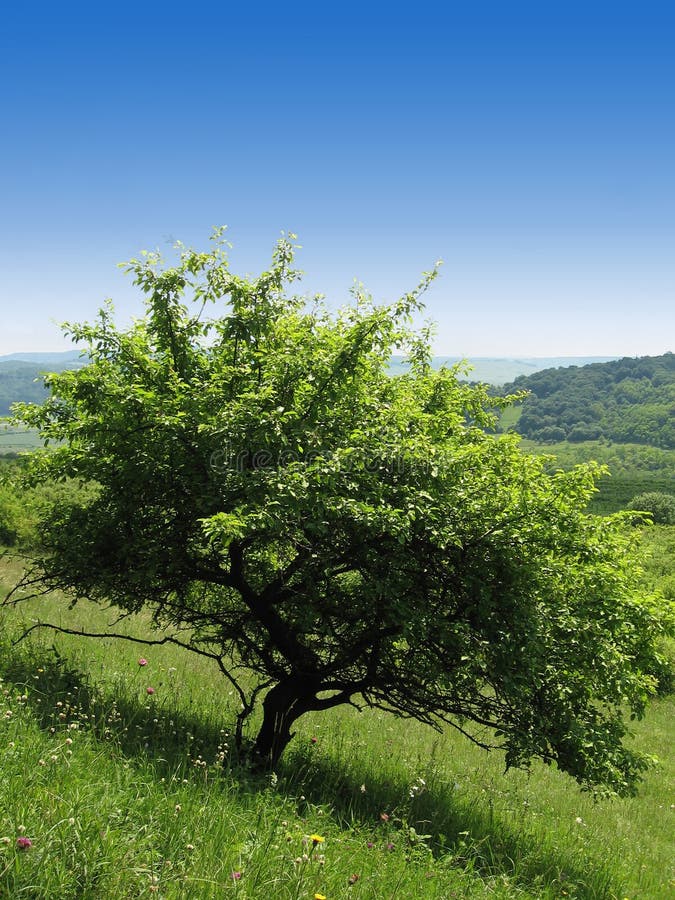 Tree on a hill stock image. Image of hill, plant, wood - 874601