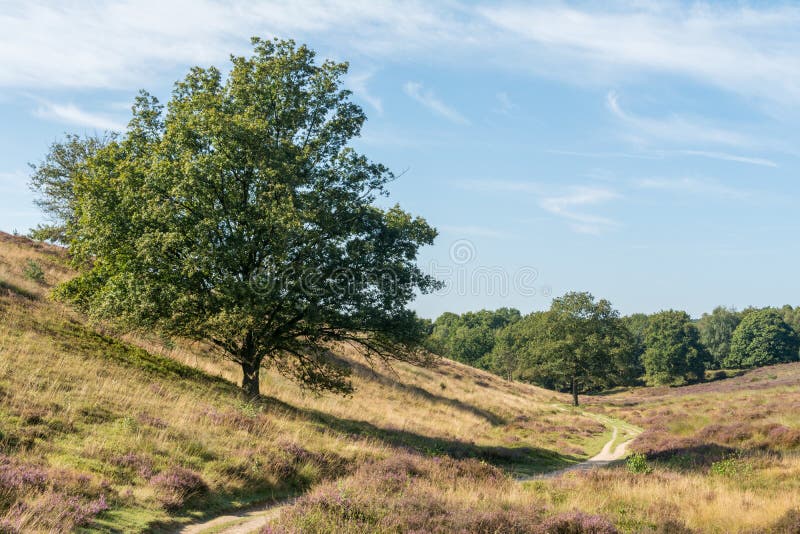 Tree Hill Along Path Heathland Stock Photos - Free & Royalty-Free Stock ...
