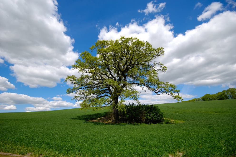 Tree on hill stock image. Image of meadow, clouds, horizon - 39060539