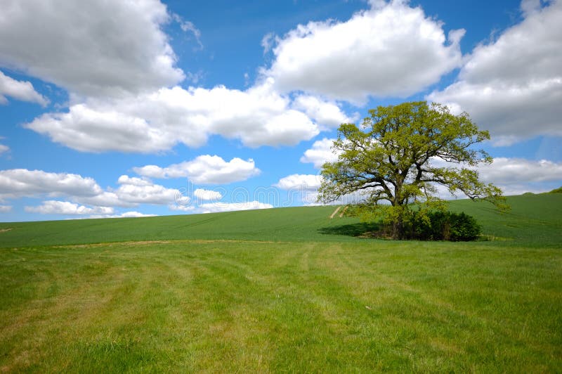 Tree and hill stock image. Image of beautiful, fresh, green - 2624687