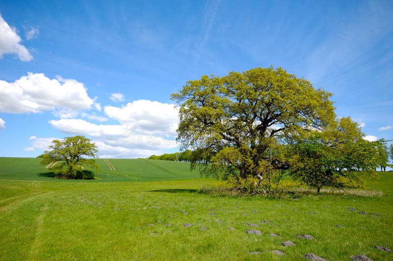 Tree on hill stock image. Image of fresh, horizon, natural - 39303089
