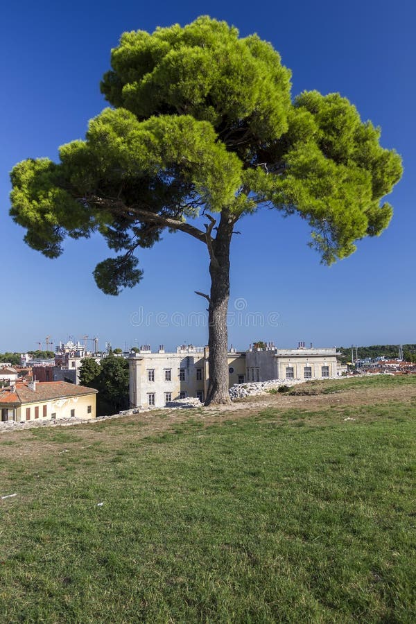 Tree on the Hill - Pula, Croatia Stock Photo - Image of landscape ...
