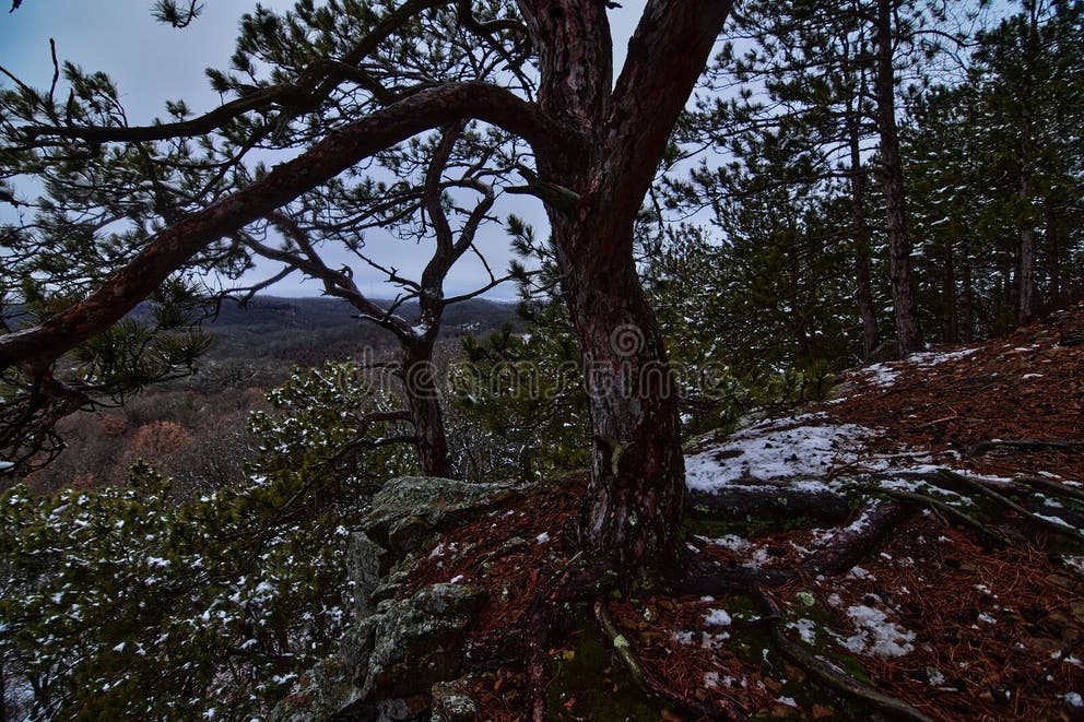 Tree on the Hill Side in Governor Dodge State Park Stock Photo - Image ...