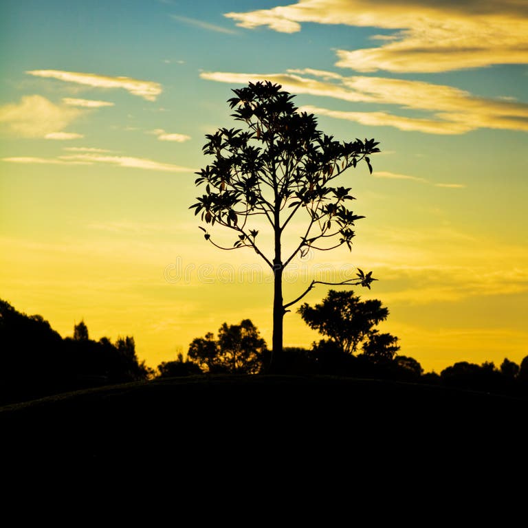 Tree on hill with sunset stock image. Image of clouds - 27903227