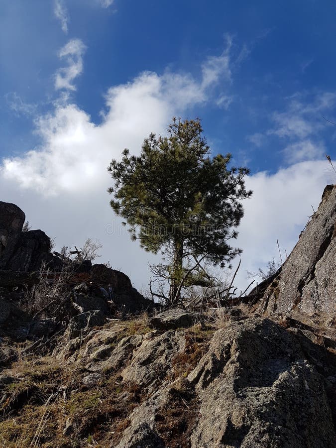 Tree on Hills side in BC stock photo. Image of plant - 183216260
