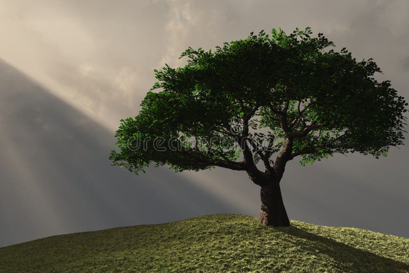 Tree on hillside stock photo. Image of dimensional, field - 17628734