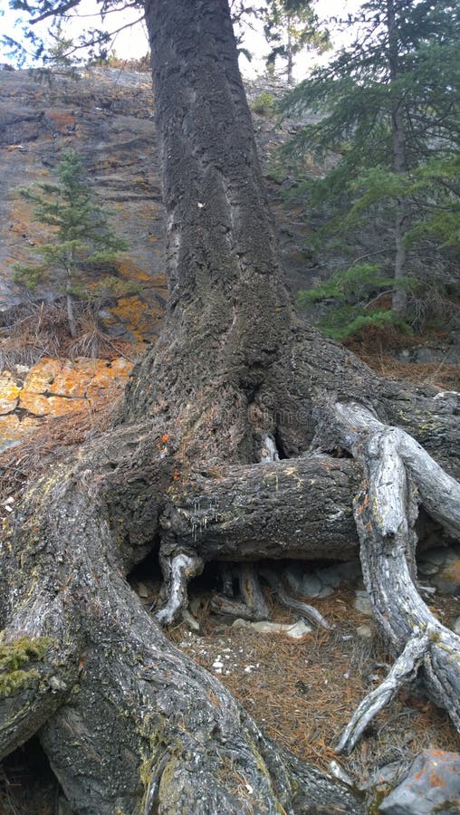 Tree Roots on Hillside, Banff National Park, Canada Stock Photo - Image ...
