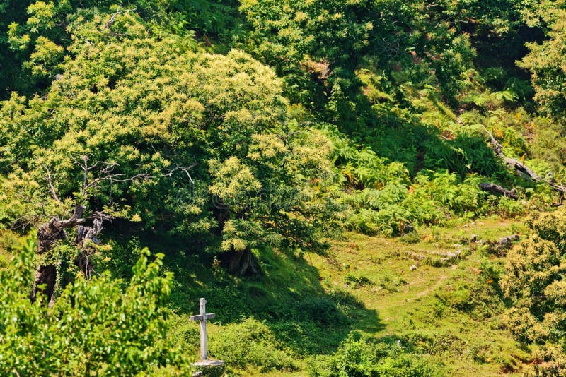 Tree on the hillside stock photo. Image of green, forest - 85457944