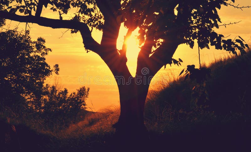 Tree On Hillside At Sunset Picture. Image: 82947941
