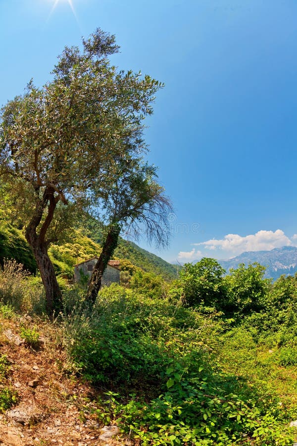 Tree on the hillside stock image. Image of cool, ecology - 85458029