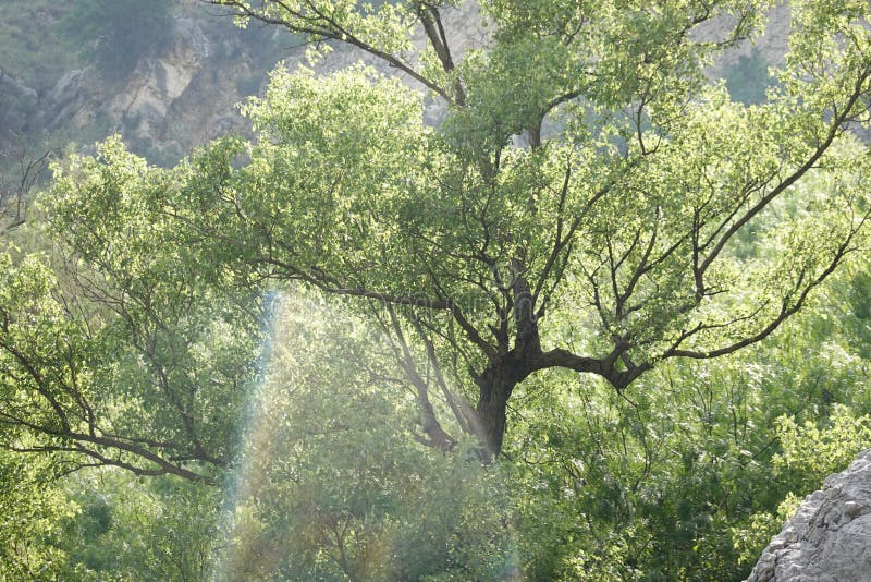 A tree in the hilly area stock image. Image of rocks - 207963461