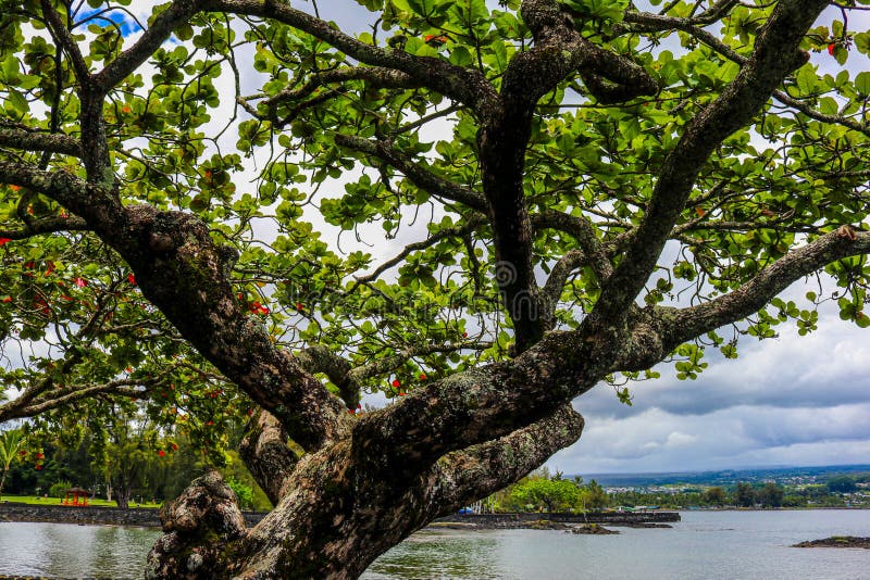 Tree in HIlo stock photo. Image of tree, forest, leaf - 251185966