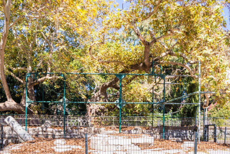 The Tree of Hippocrates, Kos Stock Image - Image of aegean, greek ...