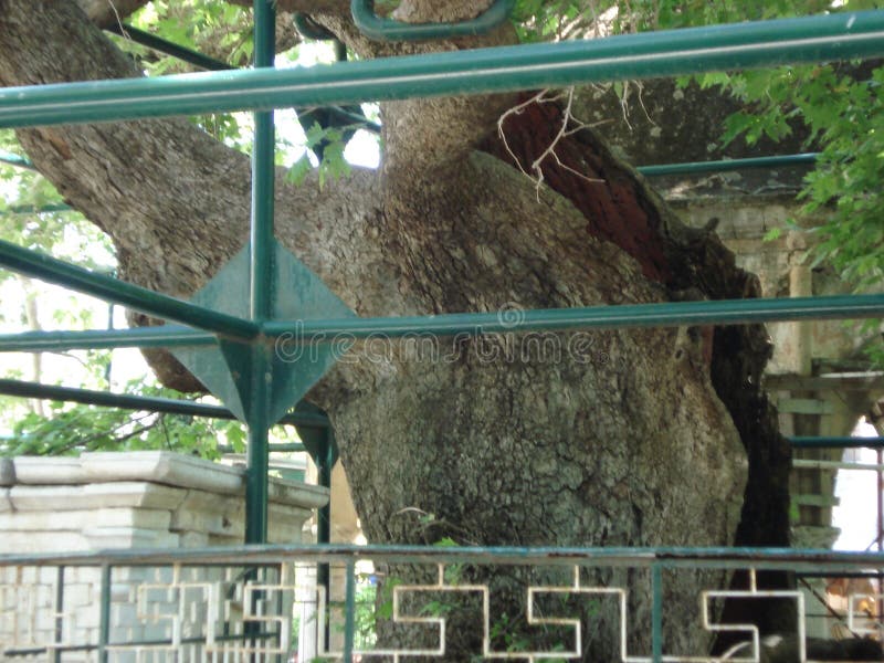 222 Tree Hippocrates Kos Stock Photos - Free & Royalty-Free Stock ...
