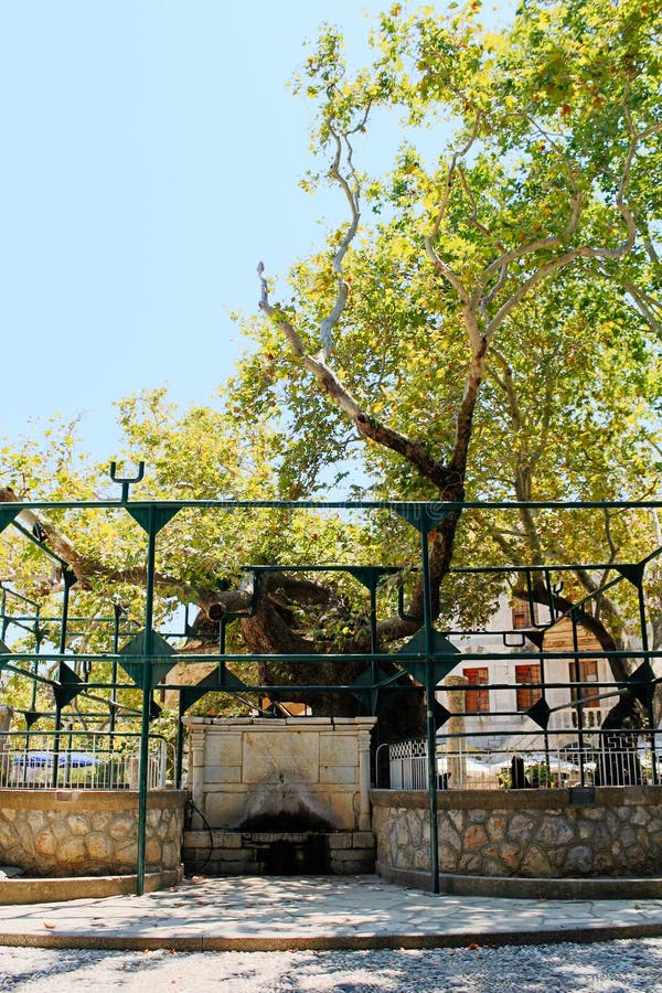 Hippocrates Tree At Kos Island In Greece Stock Photo - Image of hellas ...
