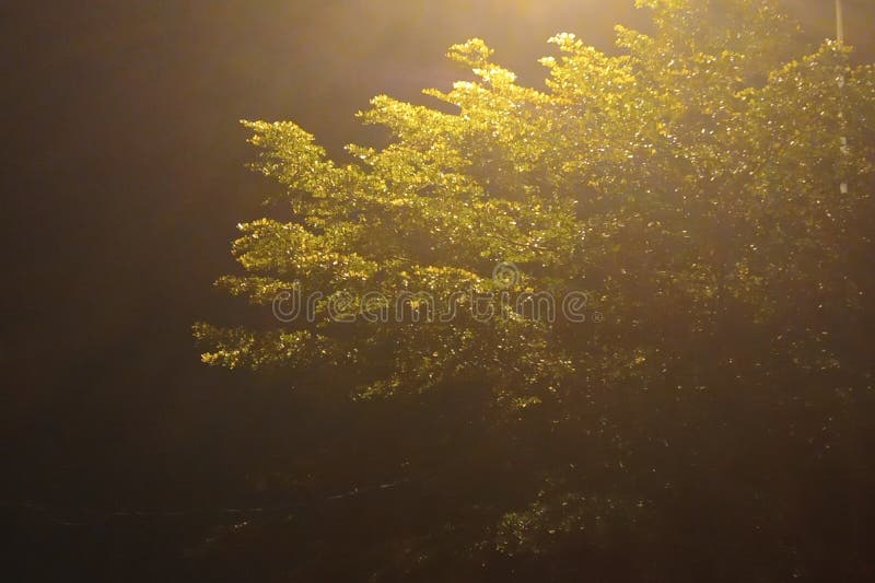 A Tree Hit by a Lamp, Photographed from a Low Angle. Stock Photo ...