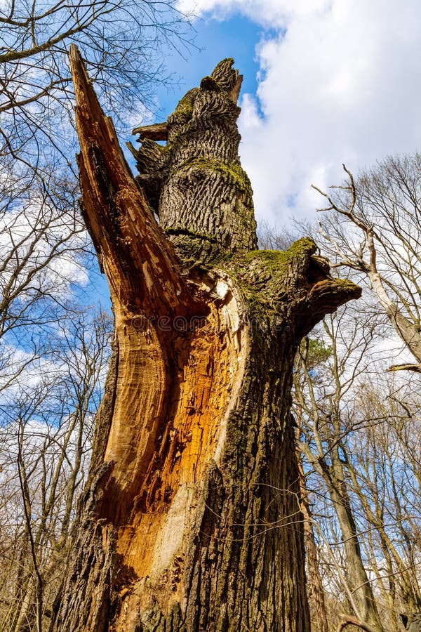 Tree Hit by Lightning Covered with Moss Against Blue Cloudy Sky Stock ...