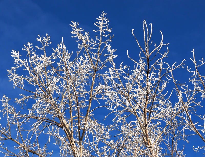 Tree with Hoar Frost stock photo. Image of tree, background - 87481926